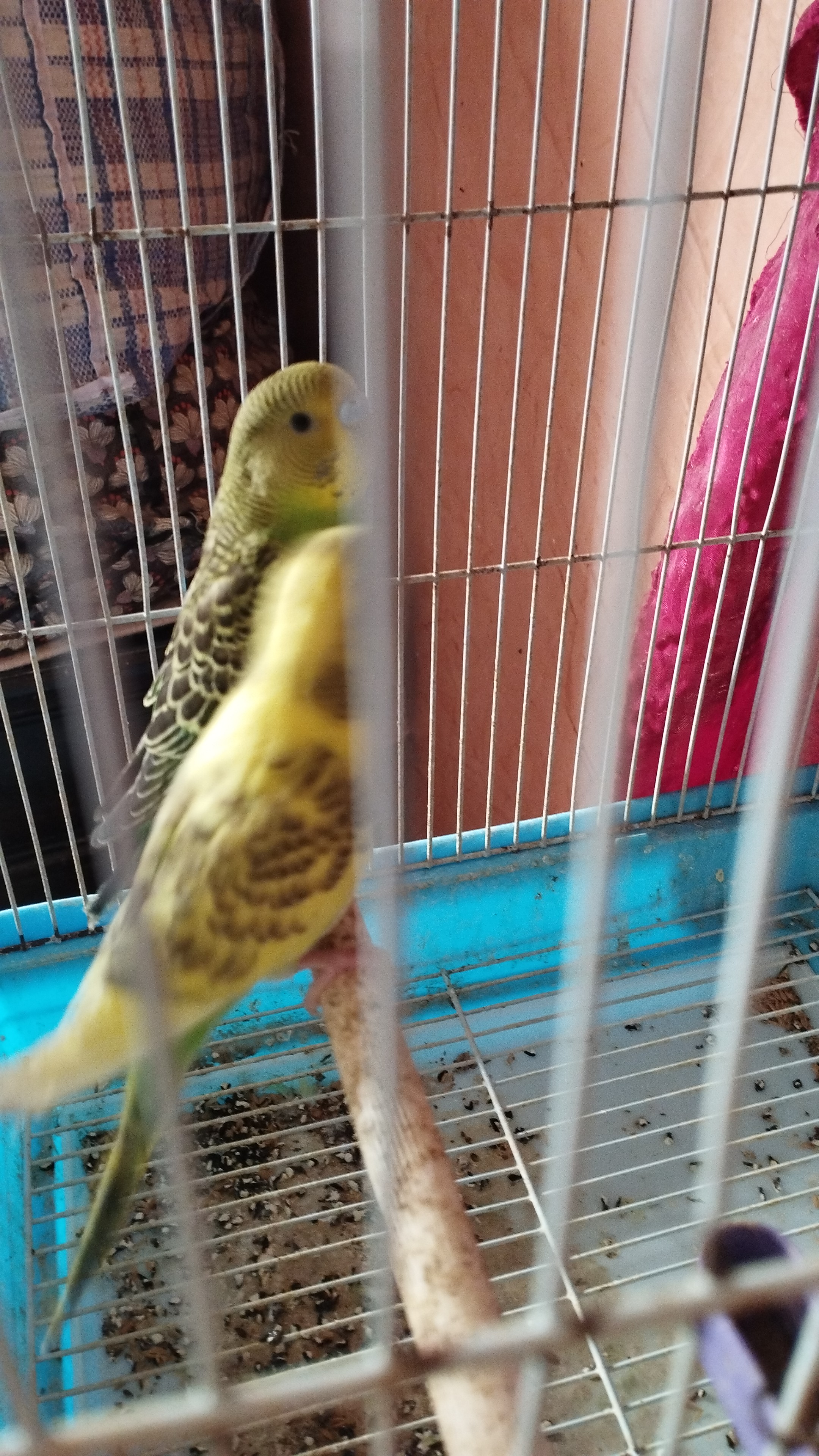 Oiseau perruche couple perruche chnaber au Maroc - Mouhim.Ma